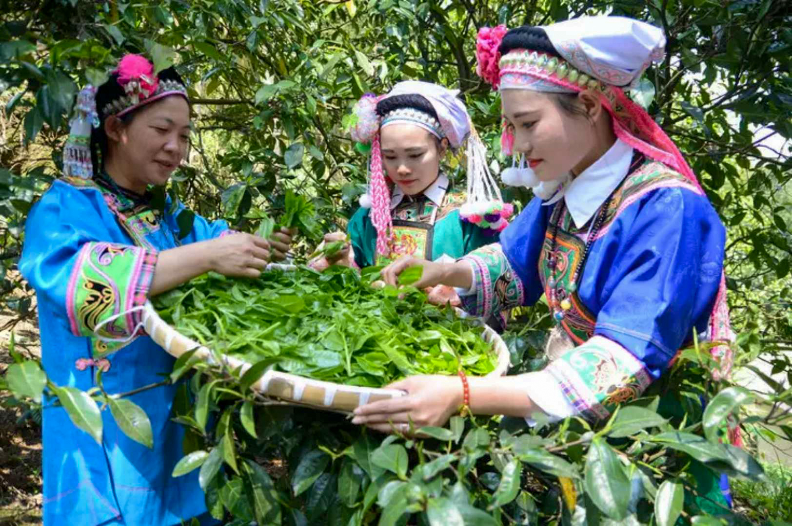 What are the Health Benefits of Tea? – The Tea Maestro